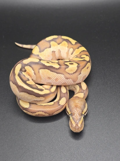 Mojave Fire Enchi Ball Python by FMG Reptiles