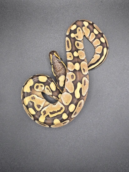 Mojave Fire Ball Python by FMG Reptiles