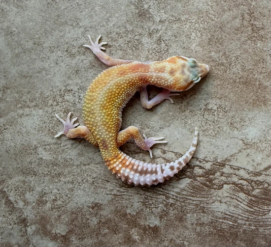 Super Giant W&Y RAPTOR Leopard Gecko by Foggy Mountain Exotics