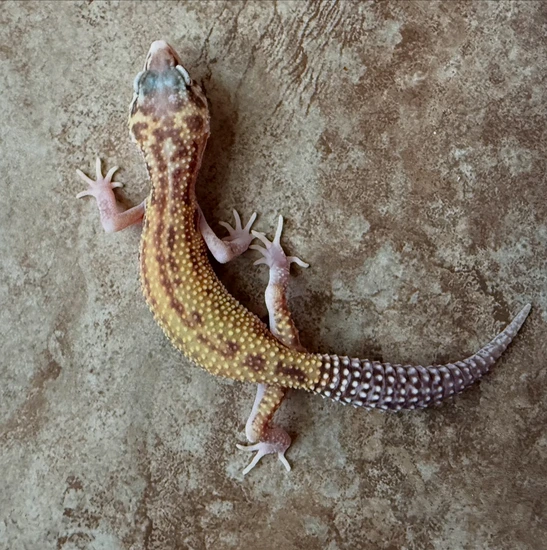 Mack Snow Tremper Eclipse Leopard Gecko by Foggy Mountain Exotics