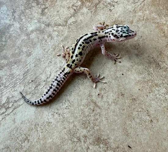 Bold Mack Snow Leopard Gecko by Foggy Mountain Exotics