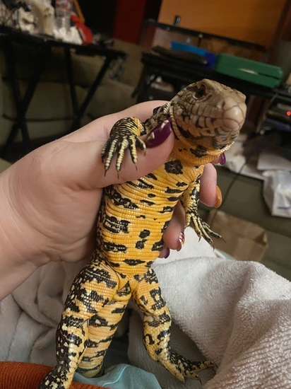 High White Fire Belly Tegu /Clutch 2025 #1 Argentine Tegus by Foodiethetegu