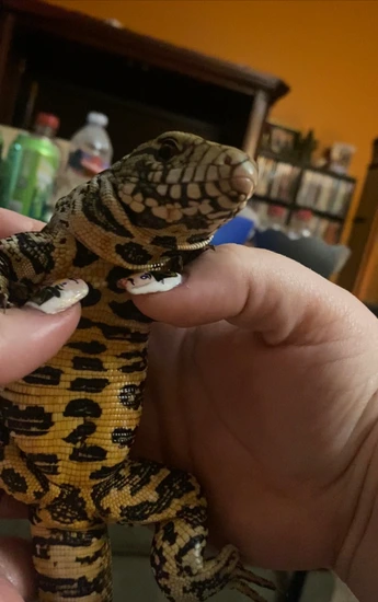B&w Fire Belly Tegu Argentine Tegus by Foodiethetegu
