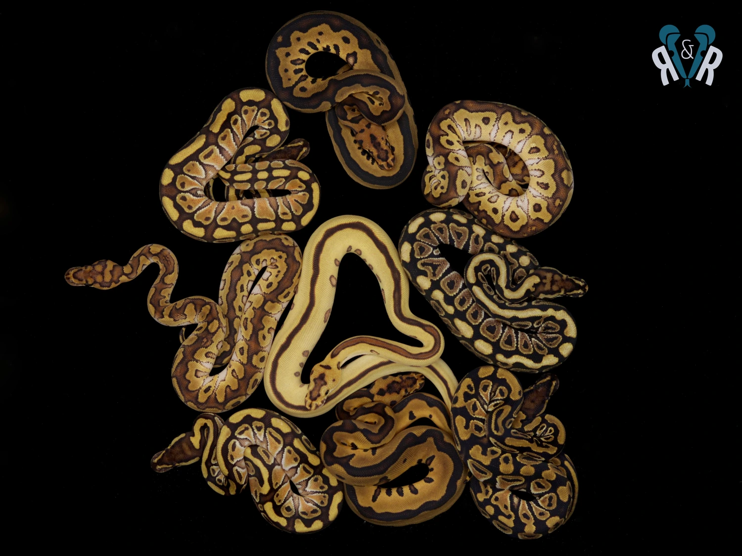 Ball Python Clutch: 250209 by Rodents & Royals - MorphMarket