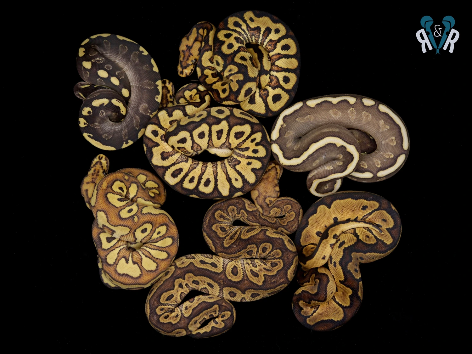 Ball Python Clutch: 250607 by Rodents & Royals - MorphMarket