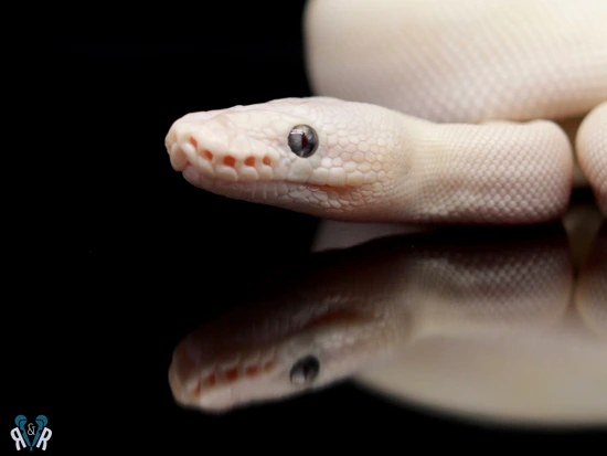 Blue Eyed Lucy Het Clown Ball Python by Rodents & Royals