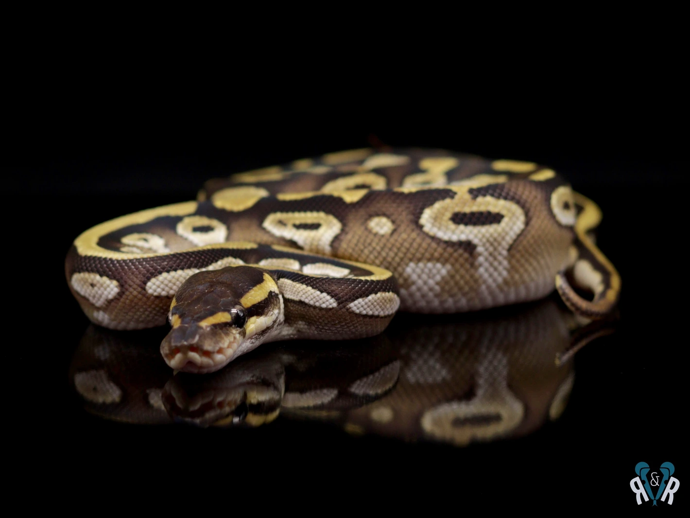 Mojave 66% Het Hypo/Clown 50% Het Pied Ball Python by Rodents & Royals