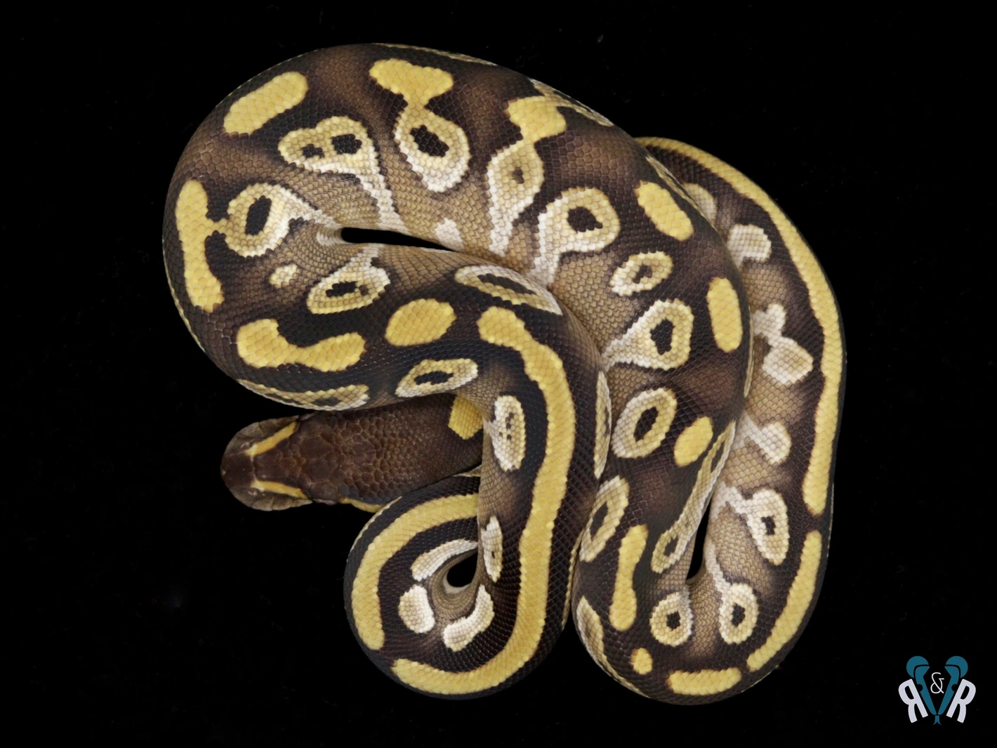 Mojave 66% Het Hypo/Clown 50% Het Pied Ball Python by Rodents & Royals