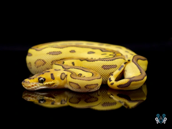 True Butter Leopard Clown Ball Python by Rodents & Royals