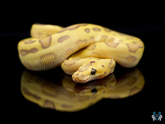True Butter Leopard Fire Clown Ball Python by Rodents & Royals