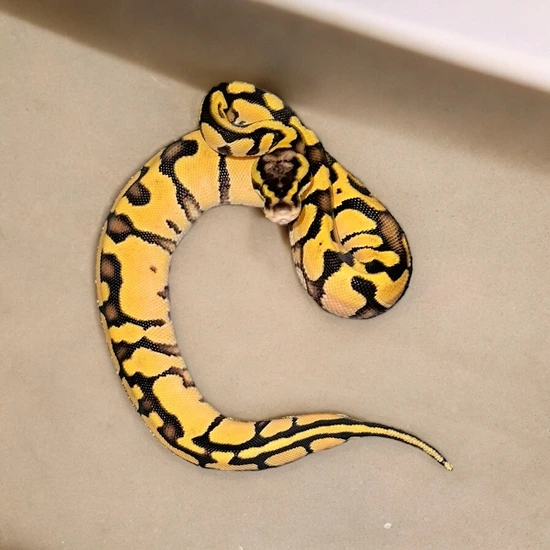 Super Pastel Enchi Leopard YB Ball Python by For Keep Snakes