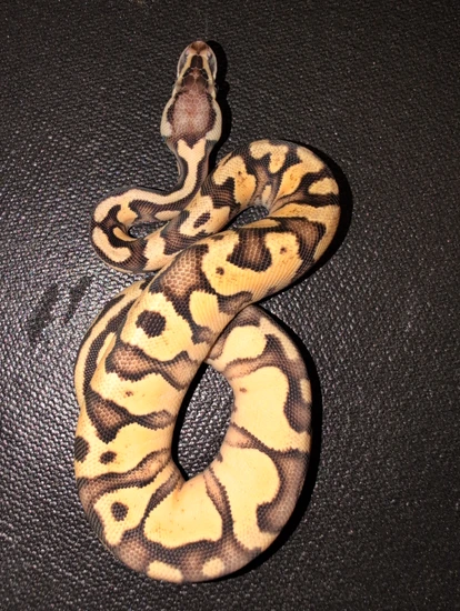 Super Pastel YB Enchi Ball Python by For Keep Snakes