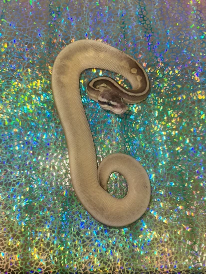 Mystic Potion Calico Ball Python by For Keep Snakes
