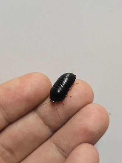 Roley Poley Roach (Perisphaerus Punctatus) 10 Ct Cockroach by Forest ...