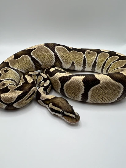 Desert Ghost - RTB Ball Python by Forged Exotics