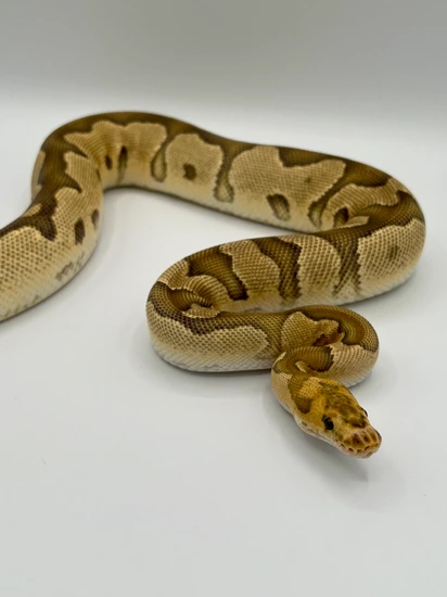Fire Clown Ball Python by Forged Exotics