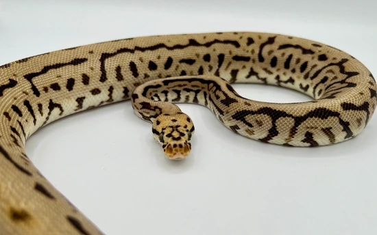 Powerball Leopard Het Clown Ball Python by Forged Exotics