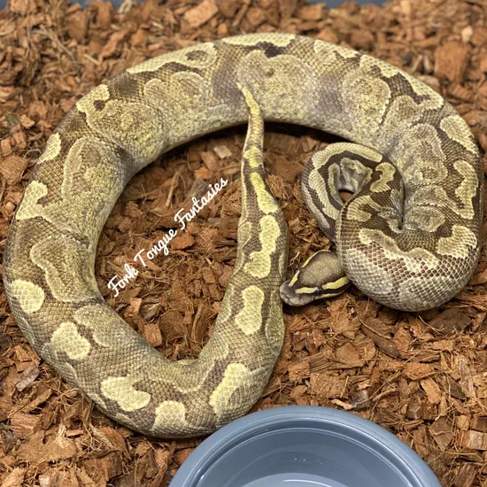 GHI Enchi Vanilla Pos Het Hypo Ball Python by Fork Tongue Fantasies