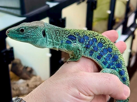 High Blue Jeweled Lacerta by Living Art by Frank Payne