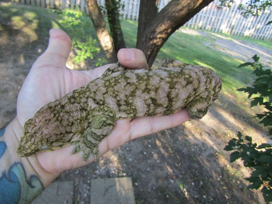 Frosted Flakes Leachianus Gecko by Freaky-Leachies