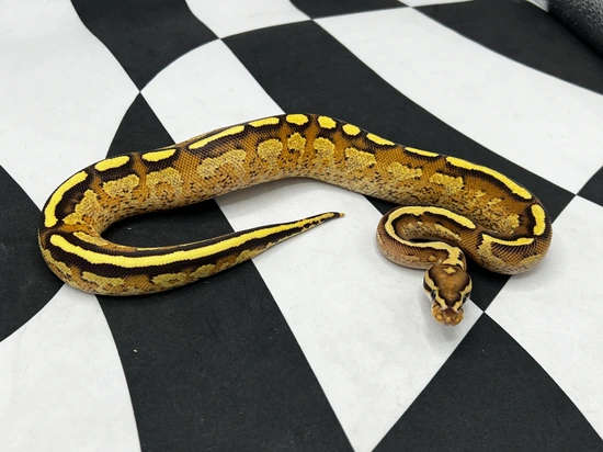 Asphalt Spark (Road Rage) Ball Python by F n’ A Balls