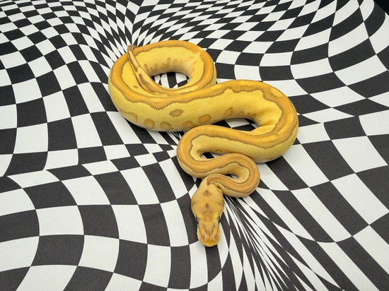 Coral Glow Leopard Lesser Clown Ball Python by F n’ A Balls