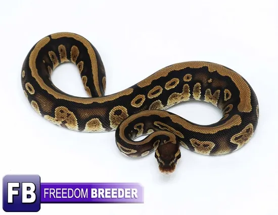 Rio Ball Python by Freedom Breeder