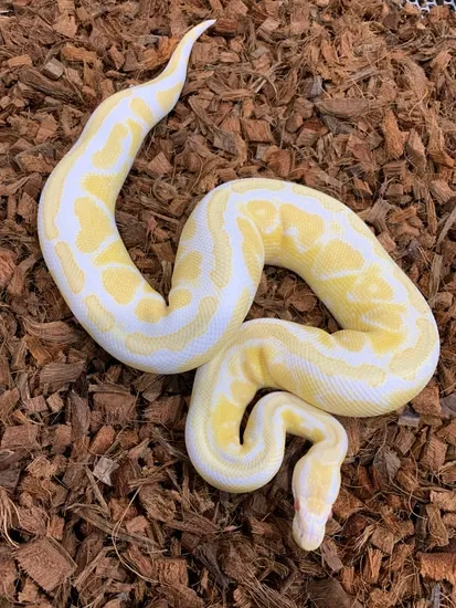 Albino Super Paint Ball Python by Freedom Breeder