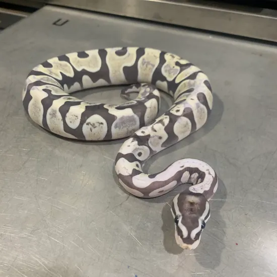 Scaleless Ball Python by Freedom Breeder