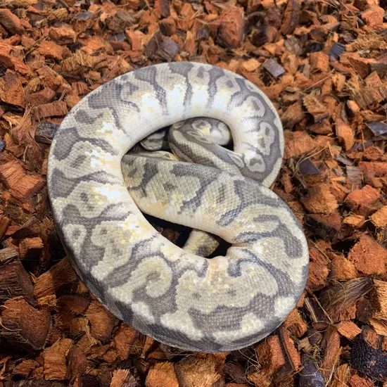 Super Inferno Enchi Ball Python by Freedom Breeder