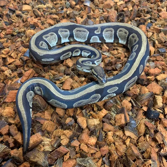 Import #87 Ball Python by Freedom Breeder