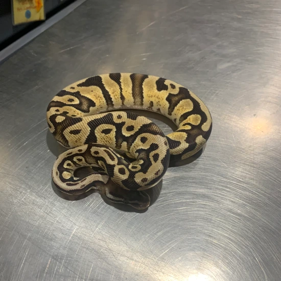 Pastel Vanilla/Fire Arroyo Ball Python by Freedom Breeder
