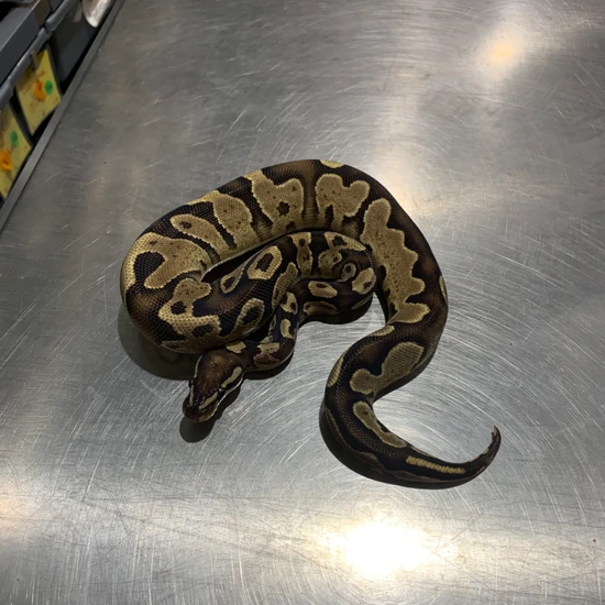 Vanilla/Fire Arroyo Ball Python by Freedom Breeder
