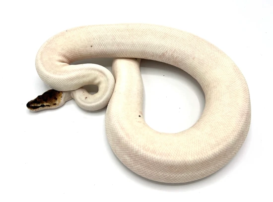 Spider Pied Breeder Ball Python by Freeman Reptiles