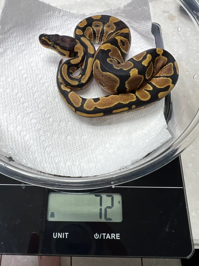 Normal DH Pied Green Ghost Ball Python by Seese Ball Pythons