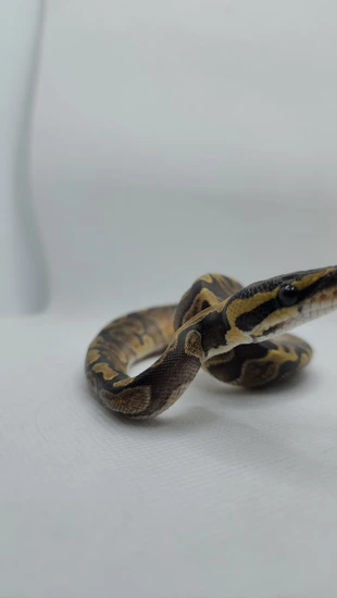 Enchi GHI Ball Python by Kentucky Kreatures