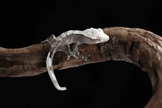 Visual Axanthic Crested Gecko by Fringemorphs