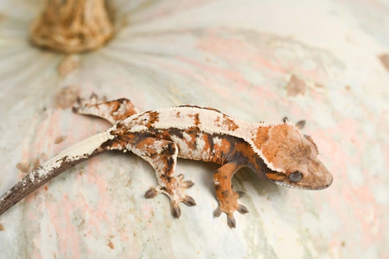 High-White Sable Crested Gecko by Fringemorphs