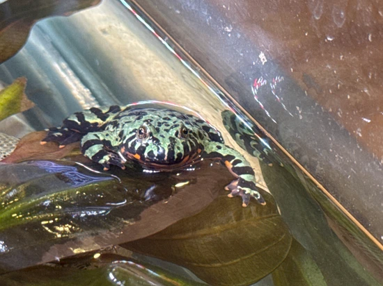 Fire Belly Toad Sub Adult (Bombina Orientalis) by Froggin Daz