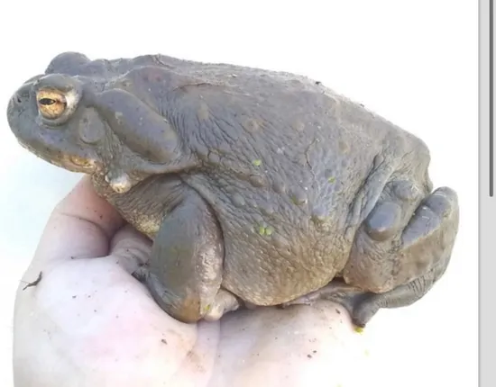 Colorado River Toads Other Tree Frog by Frogs Direct