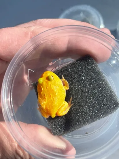 Super Pikachu Aka Lemon Pacman Frogs by Frogs Direct