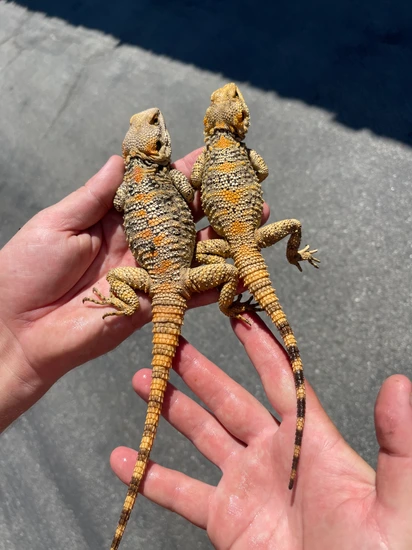 Clown Agama Pair #1 More Lizard by Frogs Direct