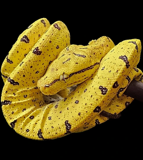 Merauke Green Tree Python by Frogs Direct
