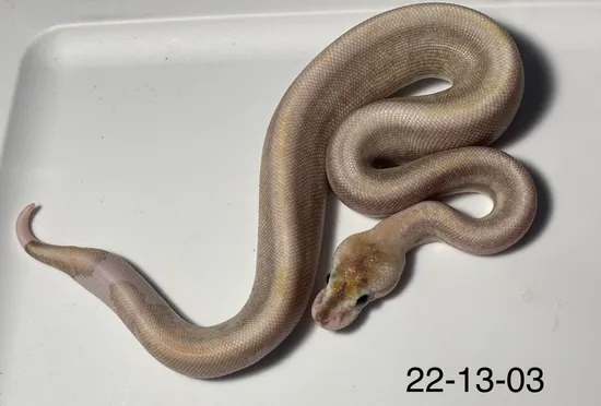 Cinnamon Mojave Champagne Ball Python by From The Darkside