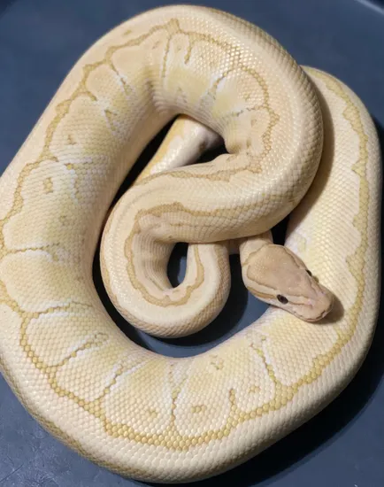 Banana Kingpin Ball Python by From The Darkside
