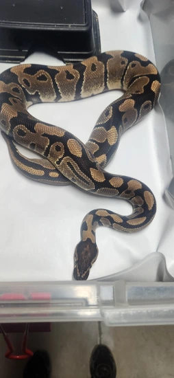 Het Clown Het Albino Ball Python by From The Darkside