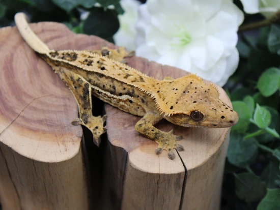 Yellow Quadstripe Dalmation Crested Gecko by Frontier Exotics