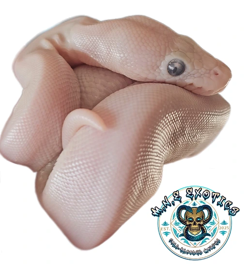 BEL ( Lesser ) Spotnose Pastel Ball Python by M.n.E EXOTICS