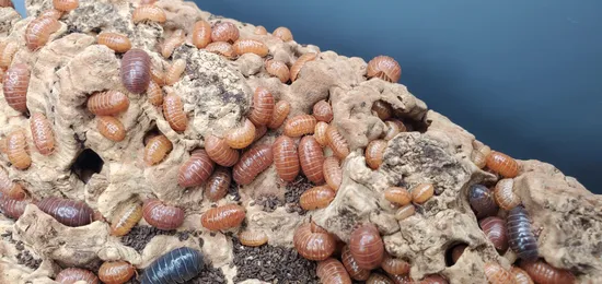 Armadillidium Vulgare: Sunset 50 Isopod by Frosty Pythons