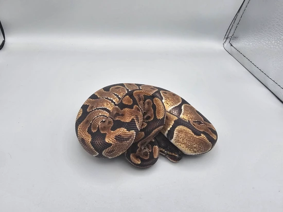 Enchi Het Lavender Albino Ball Python by Frosty Pythons